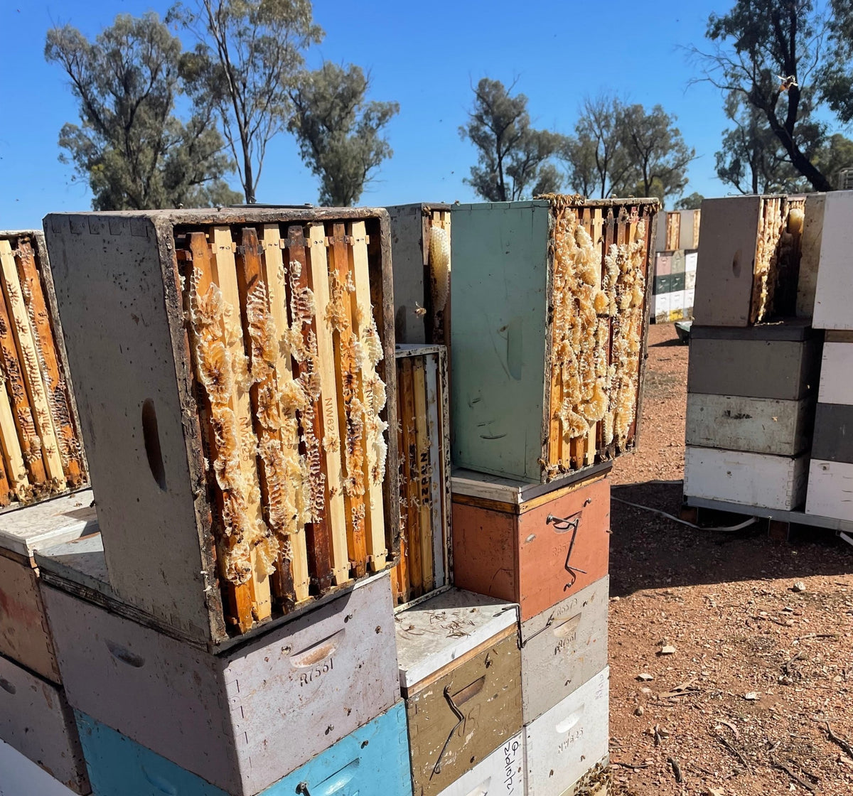 Cold extracted honey - what’s so special about it? – Wild Nectar Honey